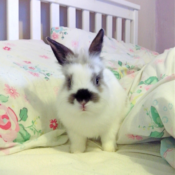 Rabbit Awareness Week | House Rabbits Rock – Honestly, Becky!