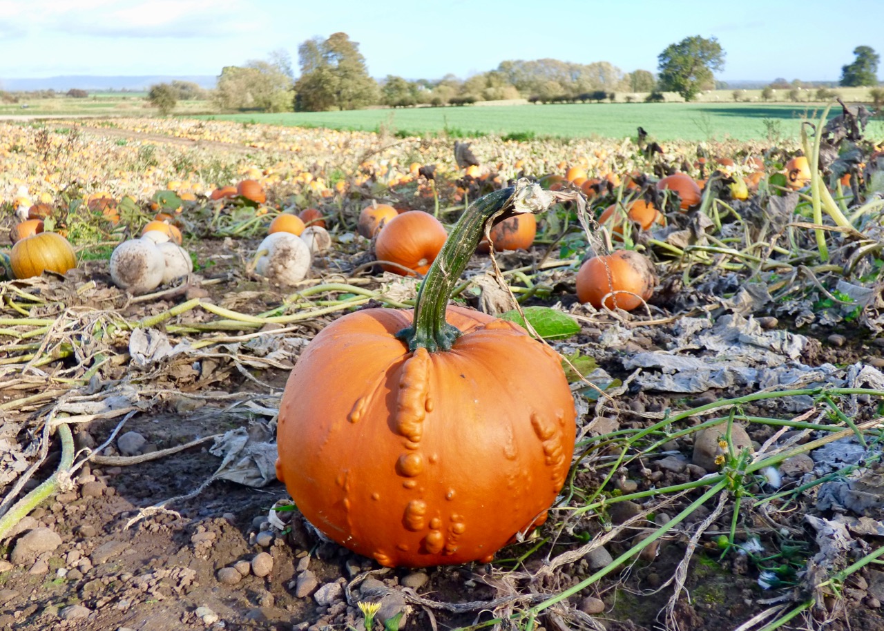 AUTUMN DAYS | A Family Visit to Yorkshire Pumpkins – Honestly, Becky!