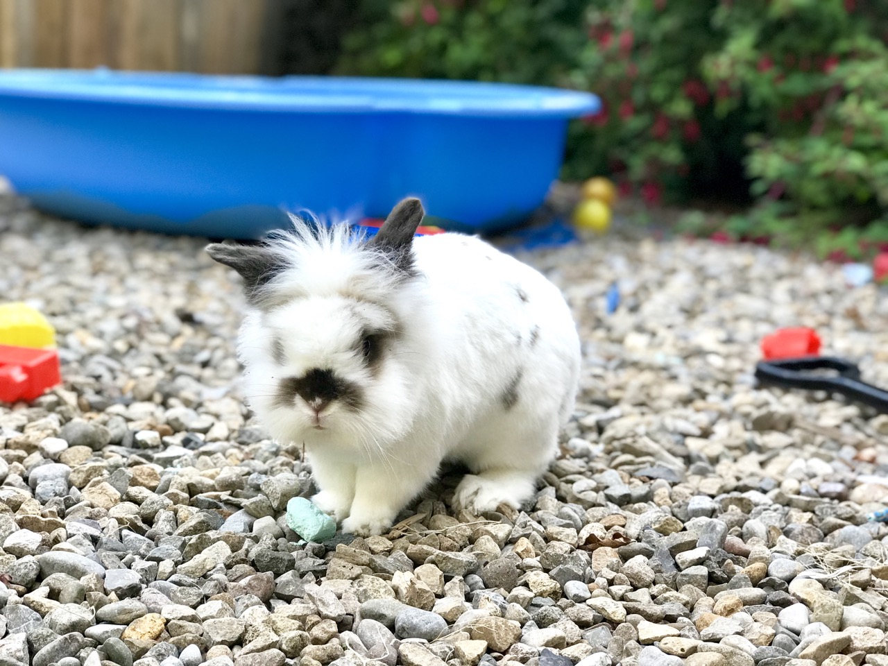The Day Our Rabbit Died: A Toddler’s First Long Goodbye – Honestly, Becky!