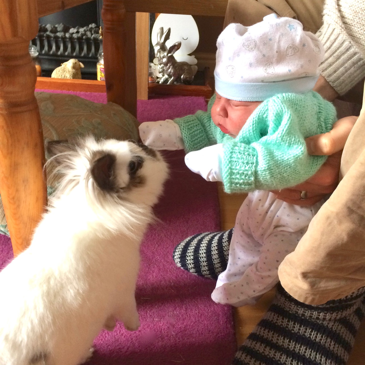 The Day Our Rabbit Died: A Toddler’s First Long Goodbye – Honestly, Becky!